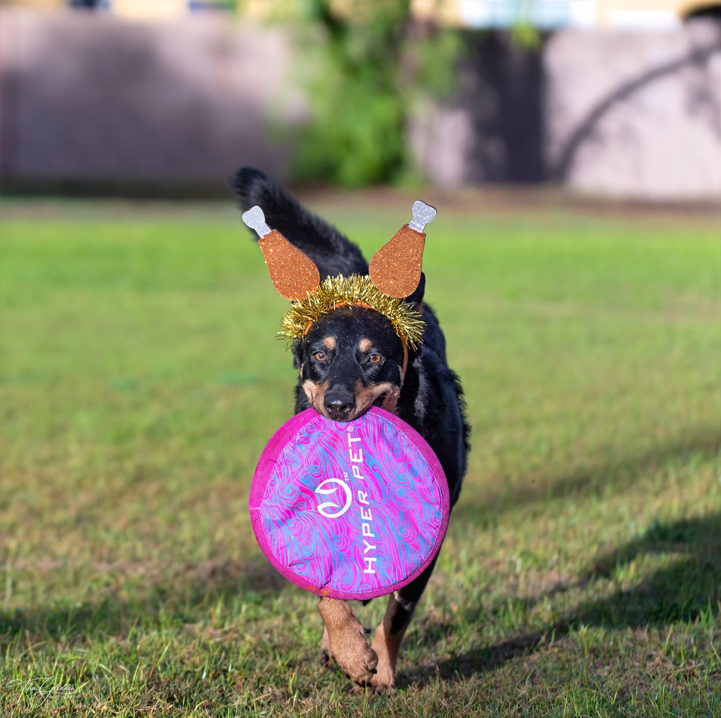 10 Best Dog Frisbee (March 2026) Top Rated Tested - VVN News